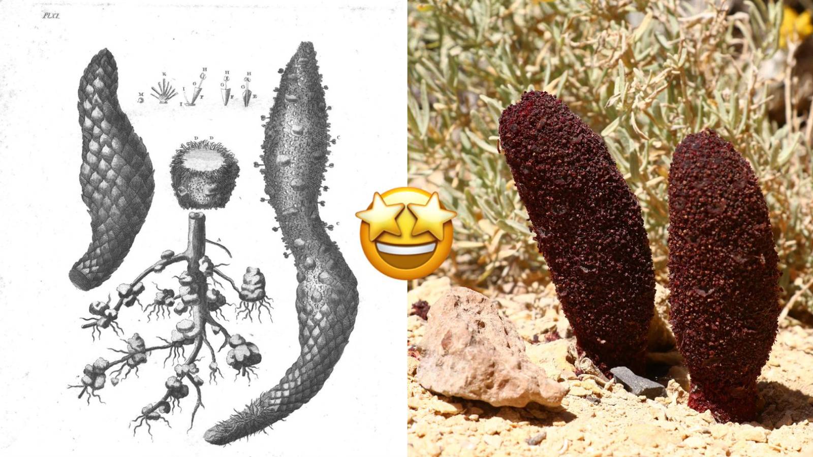A botanical wonder! Delving in the mysteries of the Maltese Fungus plant