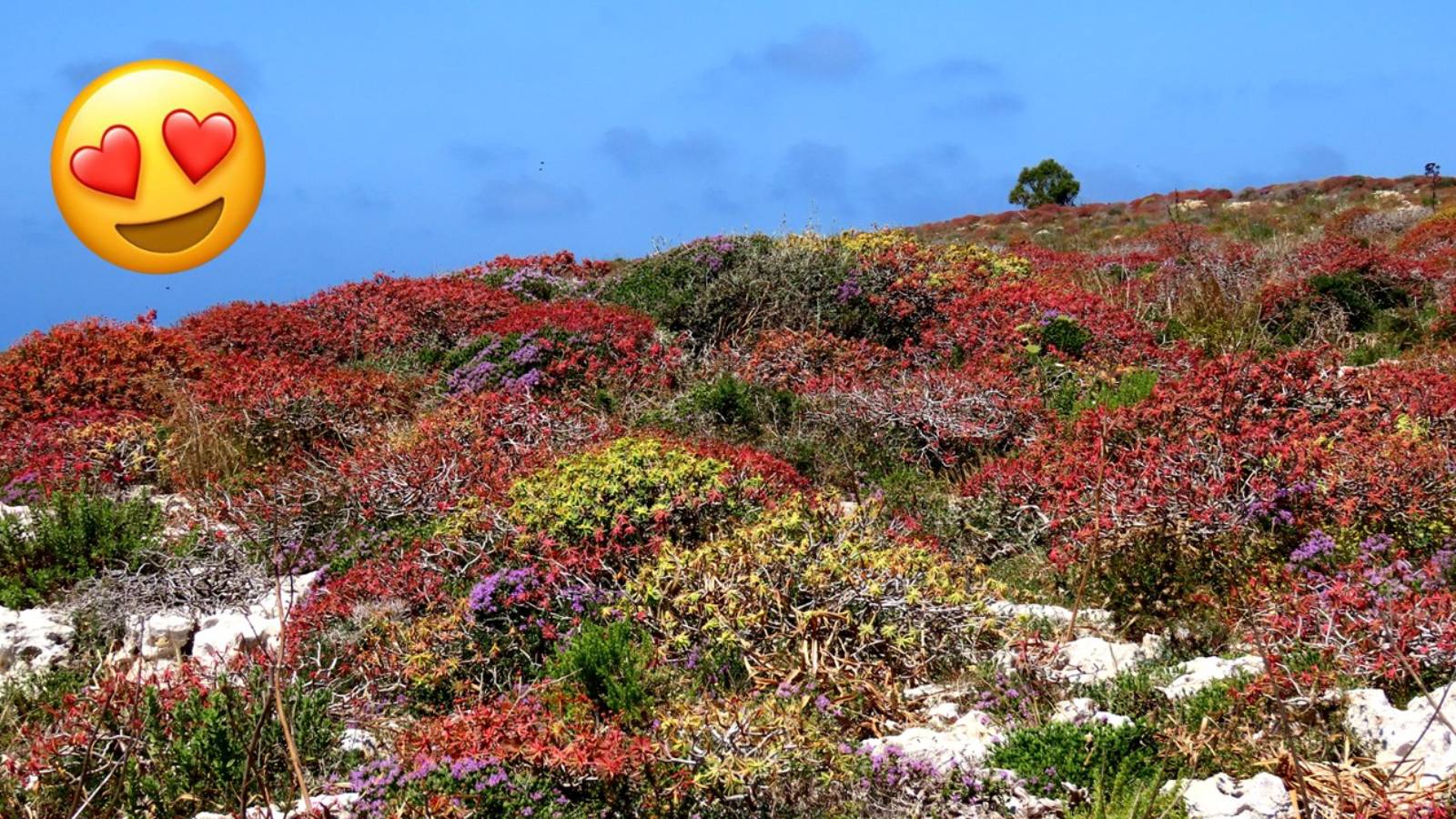 A wildflower wonderland! Ta’ Ċenċ garigue in Gozo bursts into colour as ...