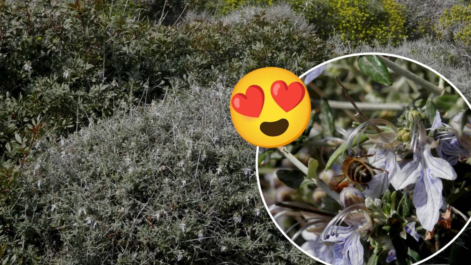 Meet the ‘Żebbuġija’! A spotlight on Malta’s stunning blue wildflower