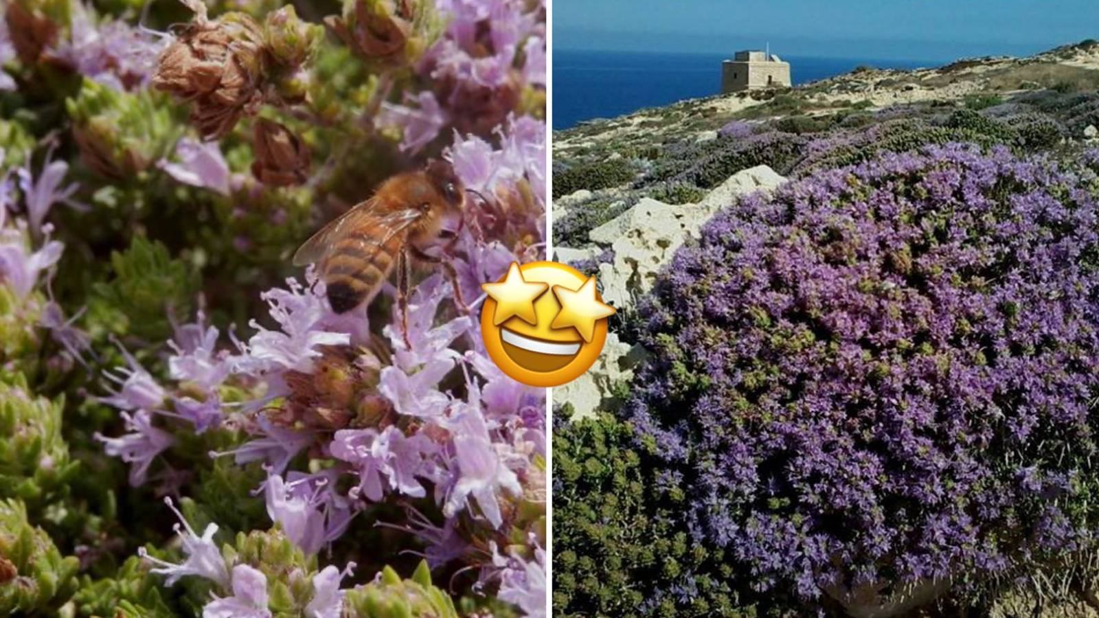 Beautiful bloom! Did you know that the Mediterranean Thyme is a vital ...