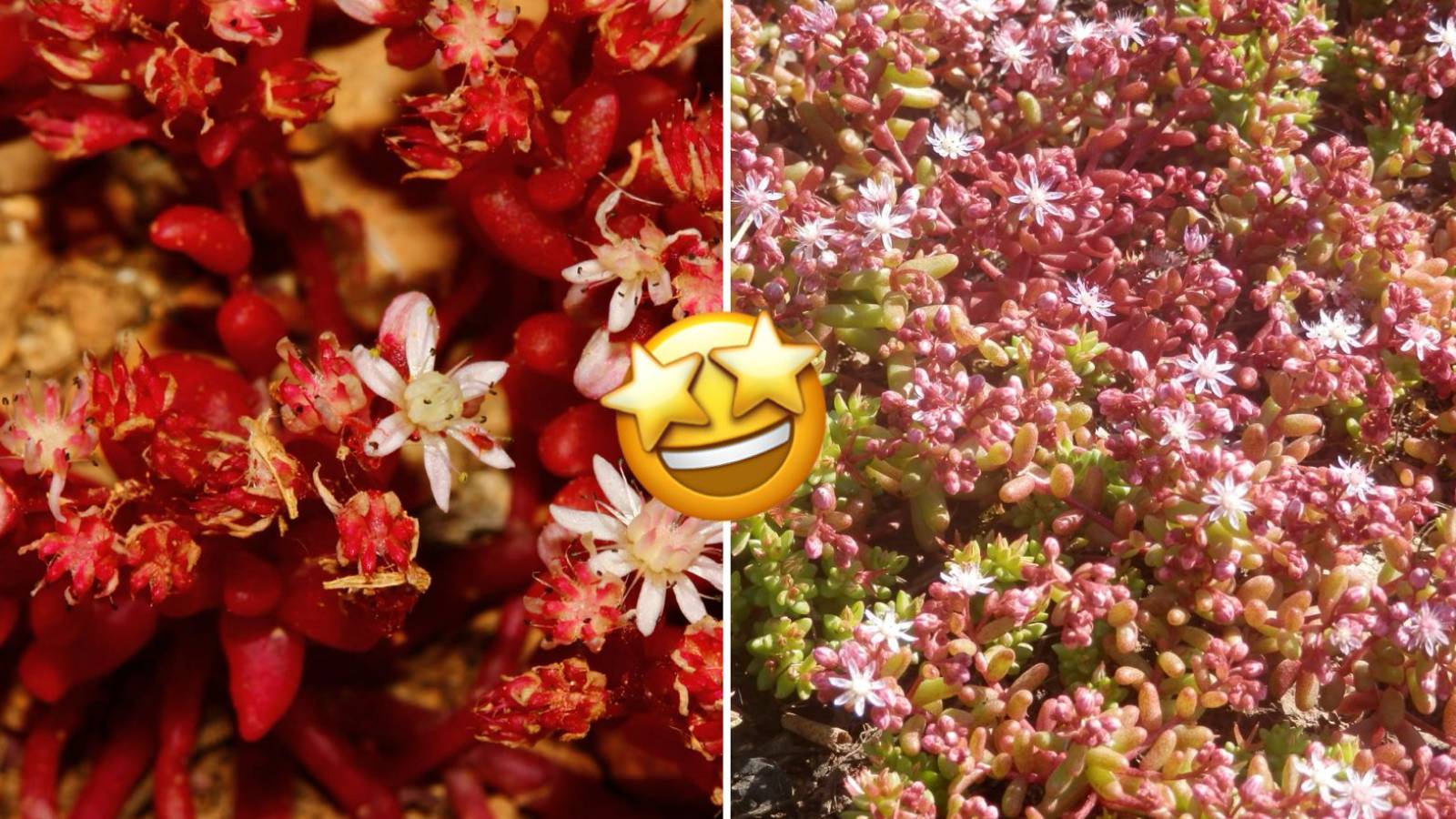 Blooming! Discover the resilient beauty of the Blue Stonecrop plant ...