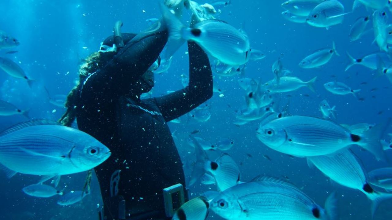 Discover how one of Malta’s first sustainable fishing divers is saving ...