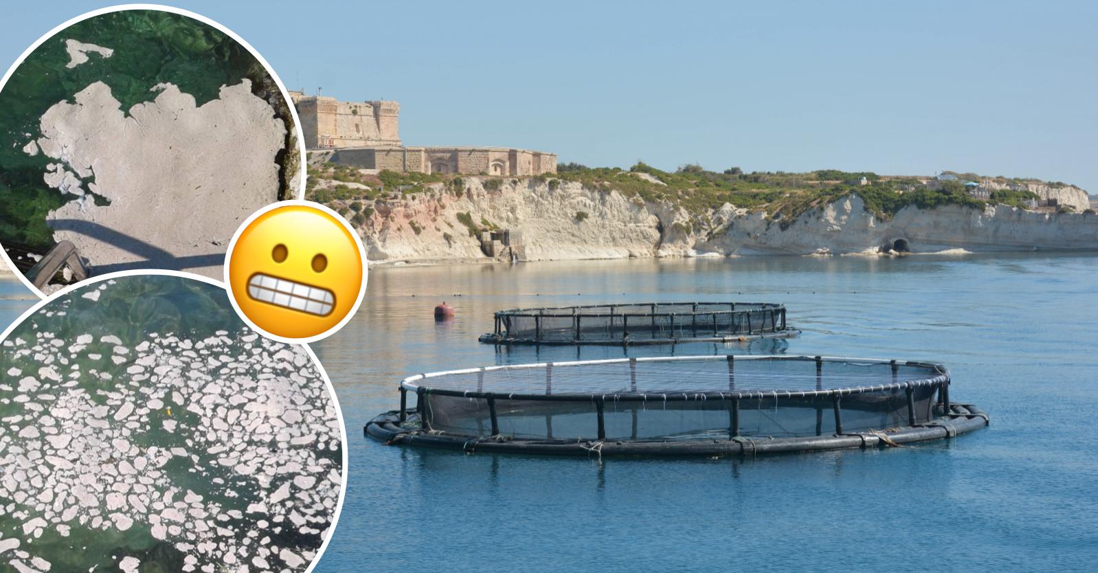 Turning fish waste into fishmeal? Sea slime to be recycled and exported