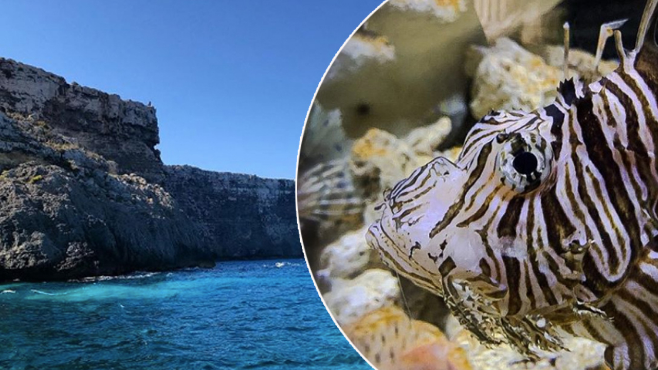 Have you seen one? Lionfish are lurking in Maltese waters & they need ...