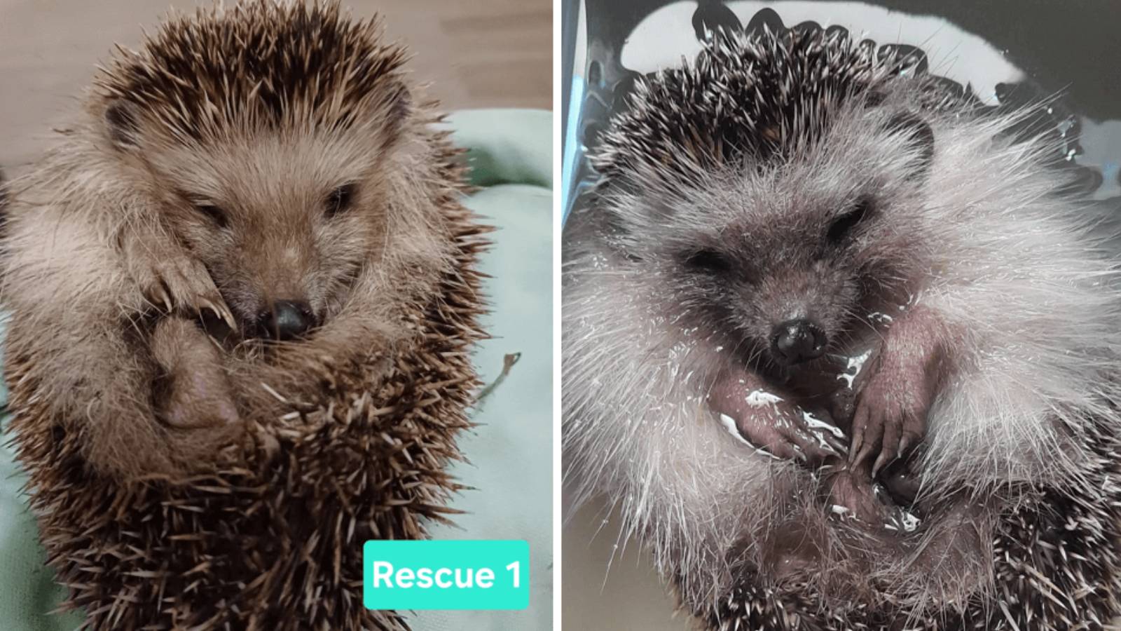 Poor creatures! A total of four hedgehogs were rescued from Gozo this ...
