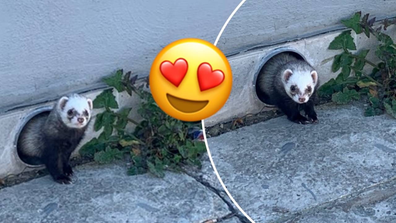 Is that a FERRET? Local girl surprised by ferret popping out of street ...
