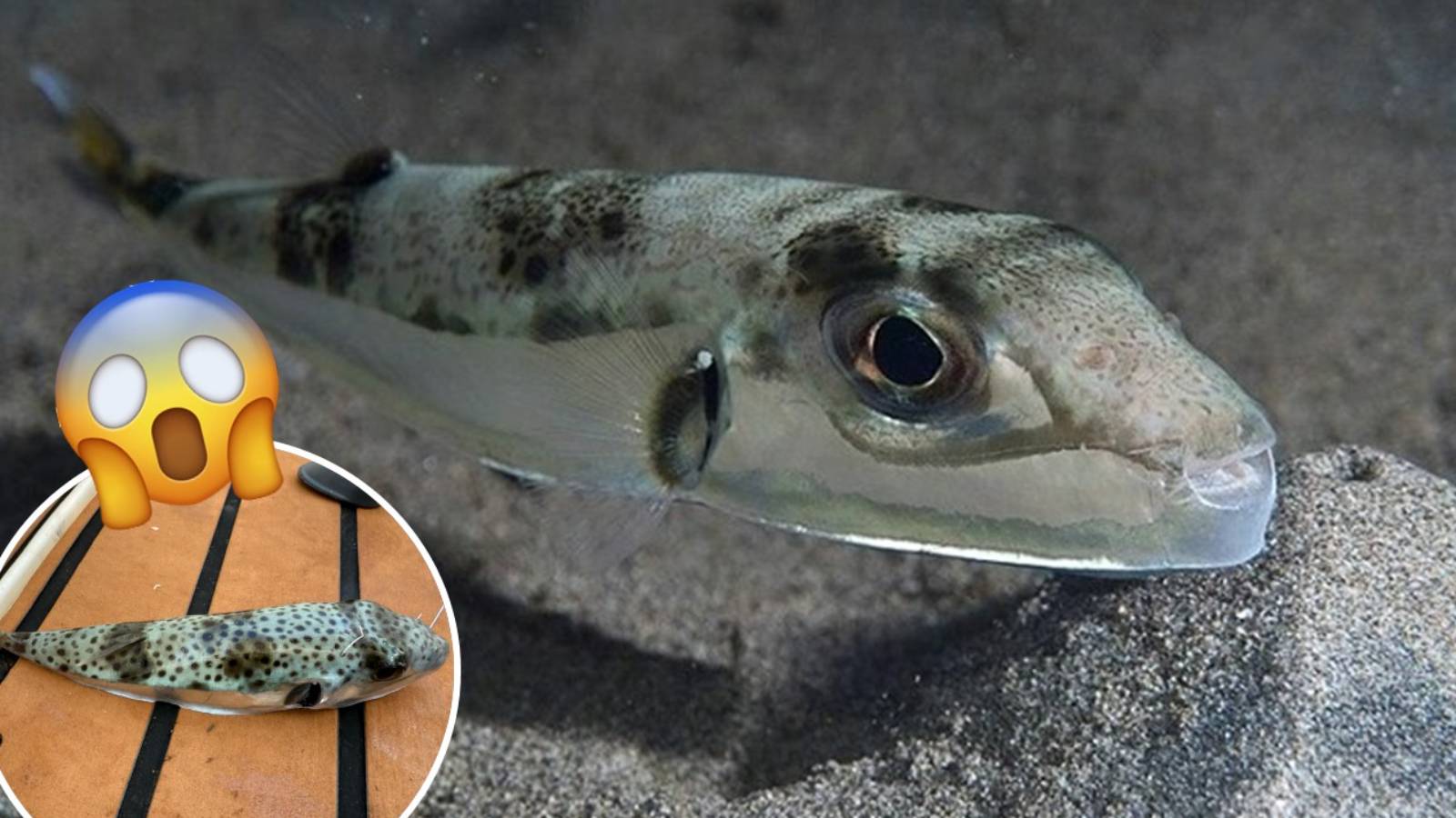 Watch out! Marine biologist issues warning about toxic alien fish ...