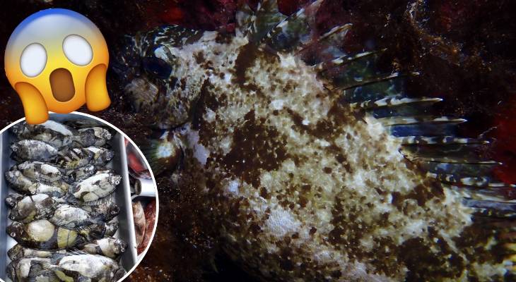 Alien invasion! ‘Rabbitfish’ infest Maltese waters amid rising sea ...