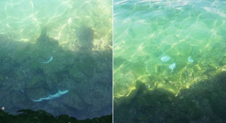 Used and abused: Dead sharks & sting rays discarded at Delimara is a ...