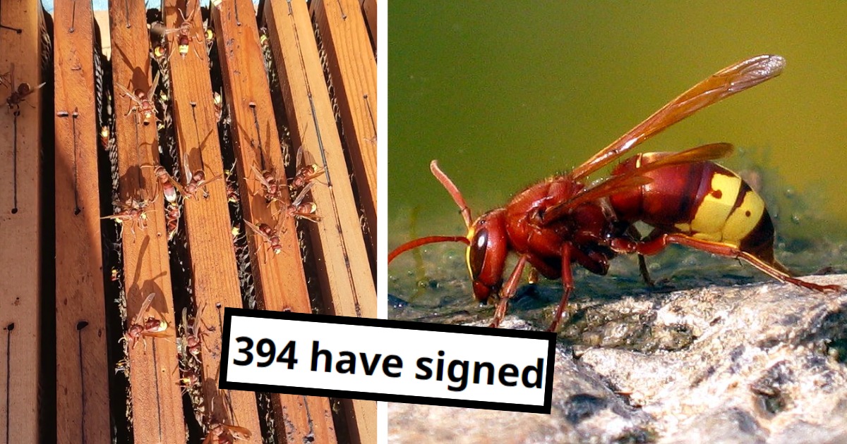 Bee conservation organisation launches petition to address Malta’s ...