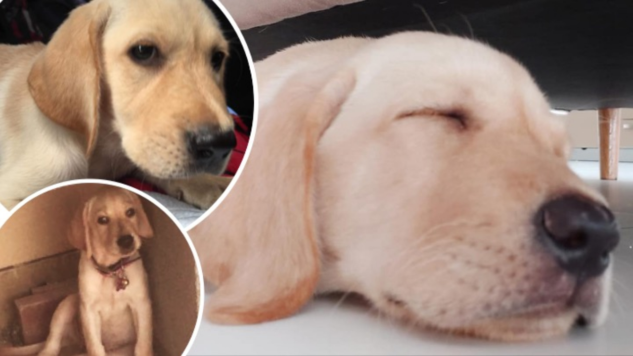 These two puppers have just been recruited as service dogs & are the ...