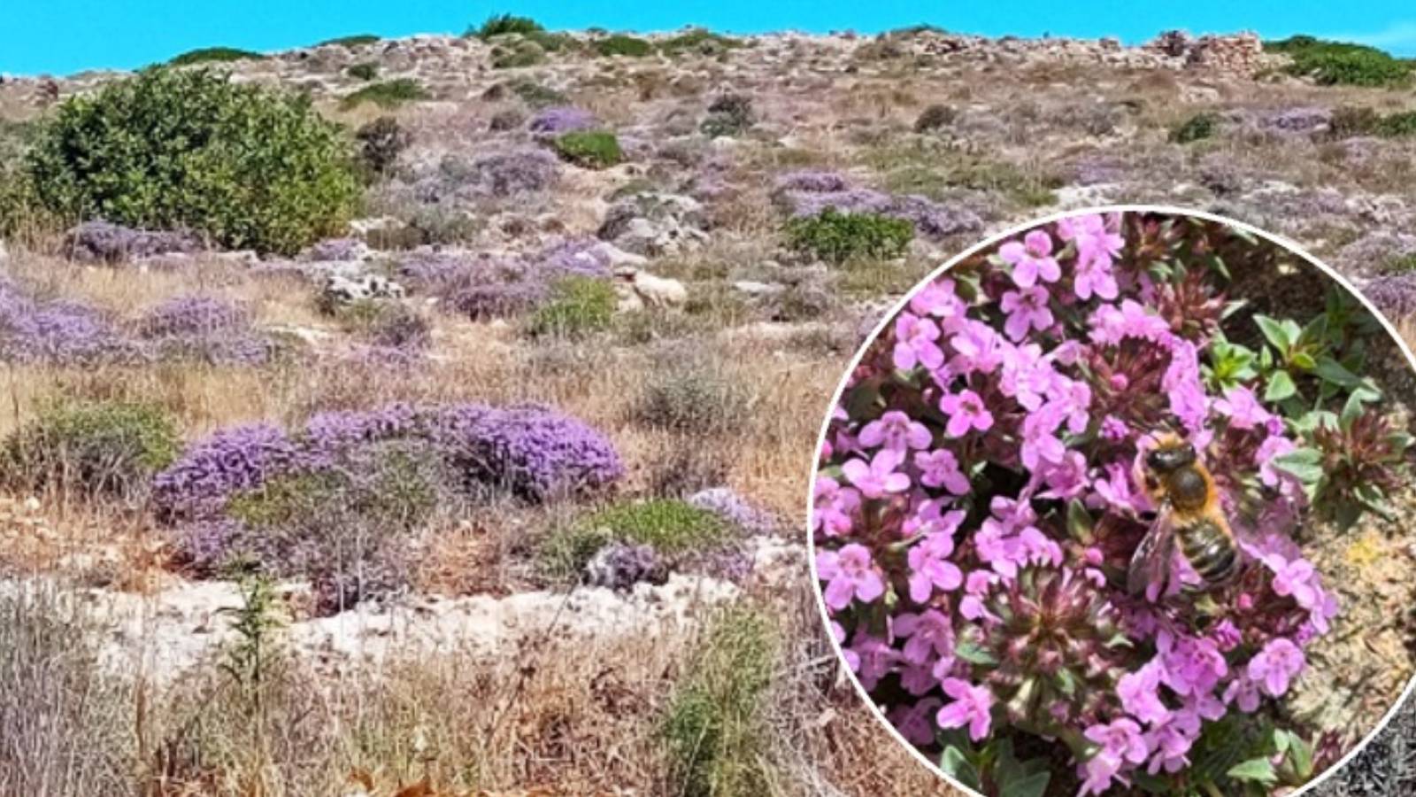 Purple oasis in the summer heat! Here’s why the summer bees flock to ...