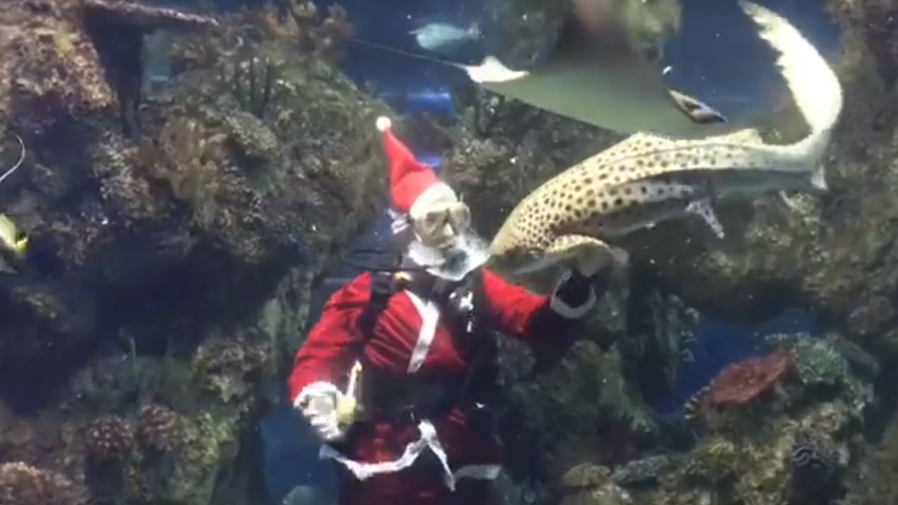 Merry fish-mas! Santa swims with sharks at the Malta National Aquarium