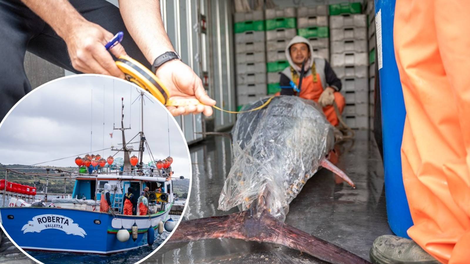 Tuna season kicks off! First catch arrives in St Paul’s Bay, weighing 180kg