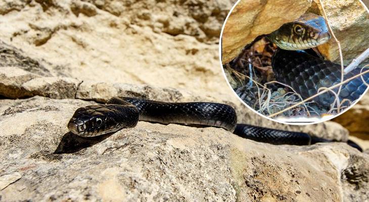 Malta’s native serpent! Here are some facts on the Western Whip Snake