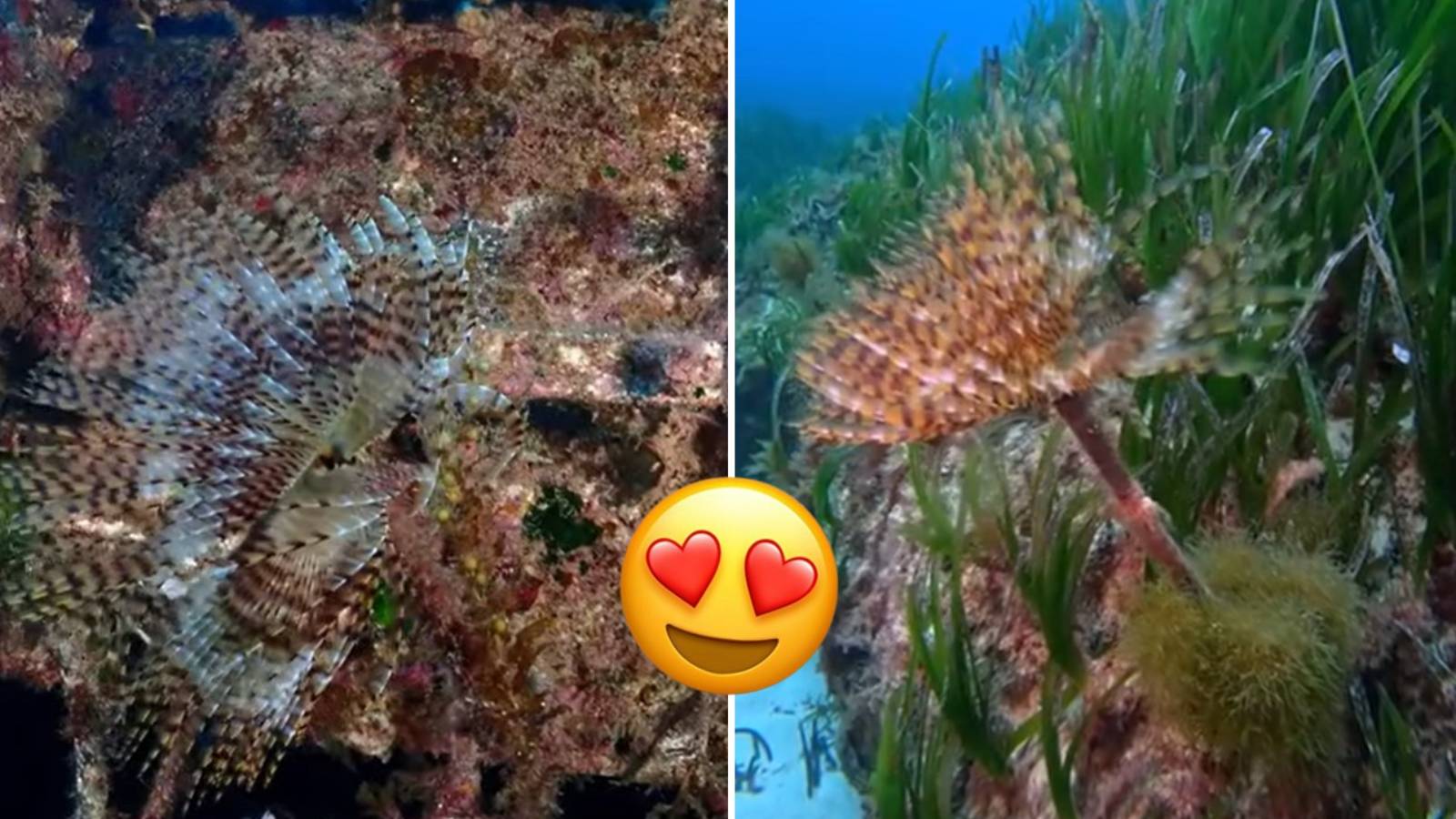 WATCH: Marvel at the mesmerising fan worm in Maltese waters