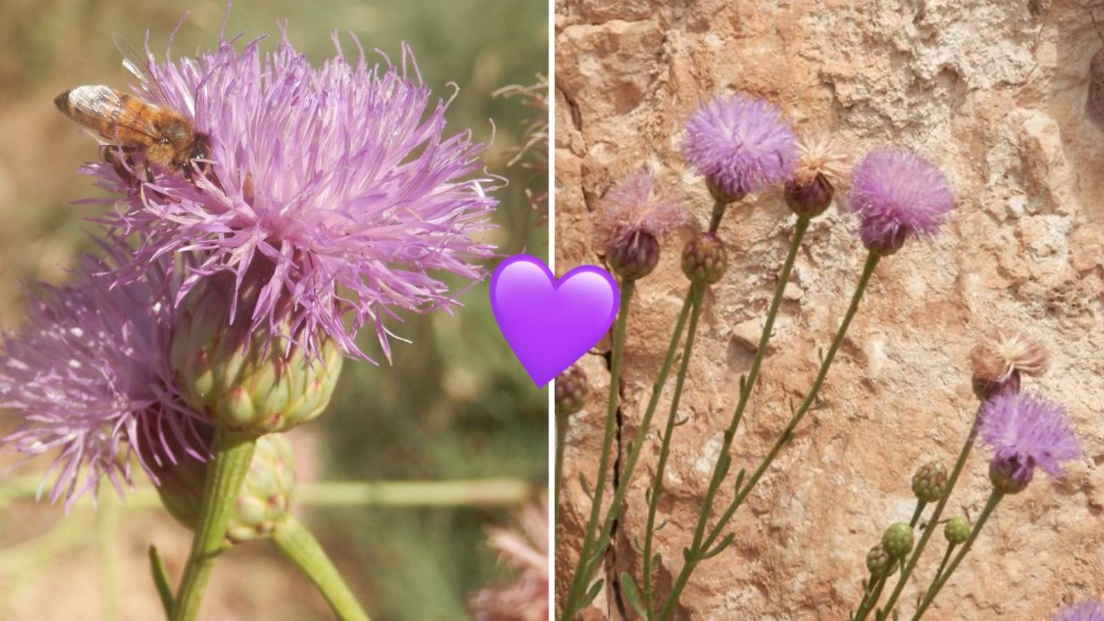 Discover the local Rock-Centaury: Malta’s endangered and strictly ...