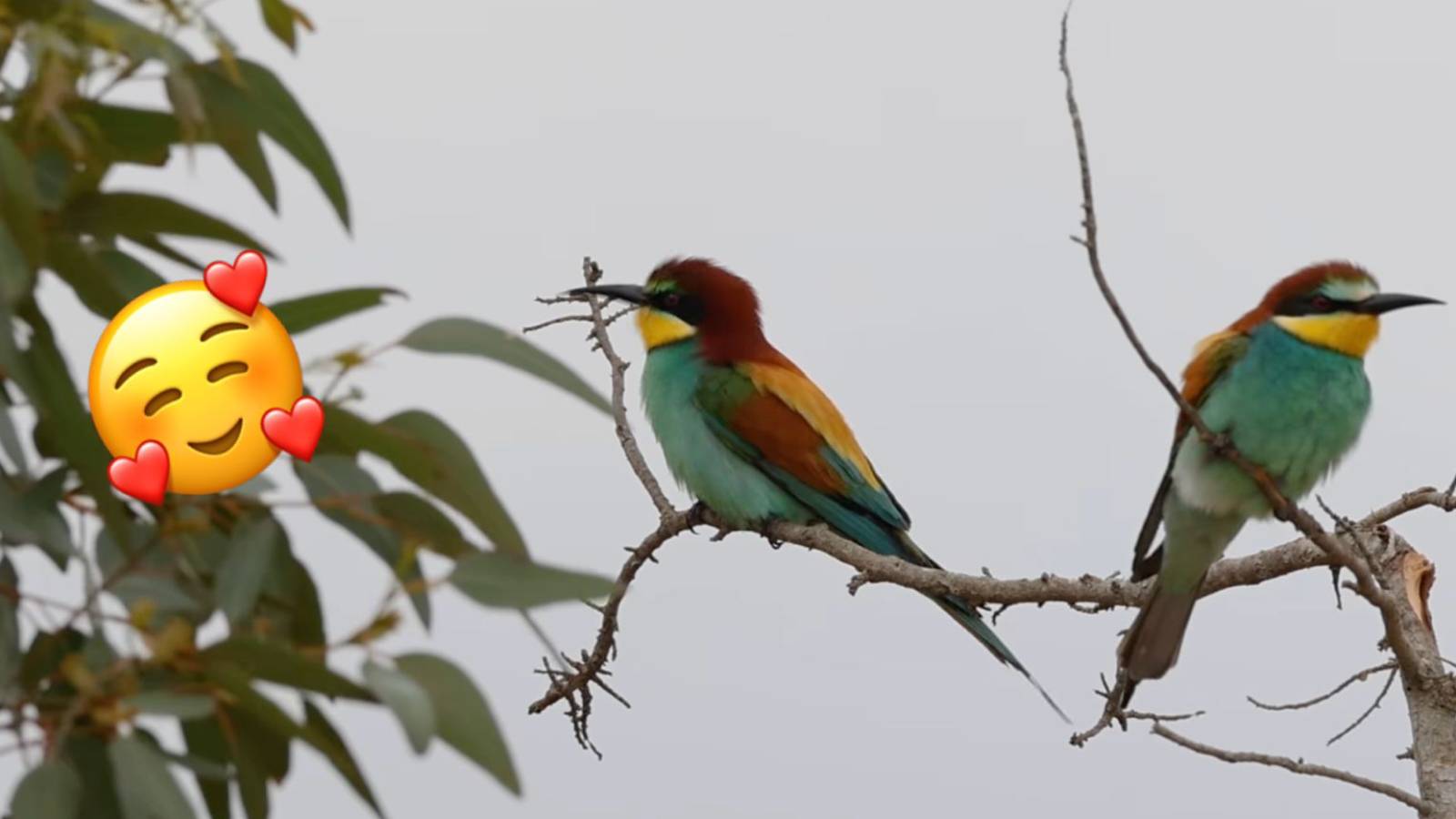 WATCH: Did you know that these colourful birds play a crucial role in ...