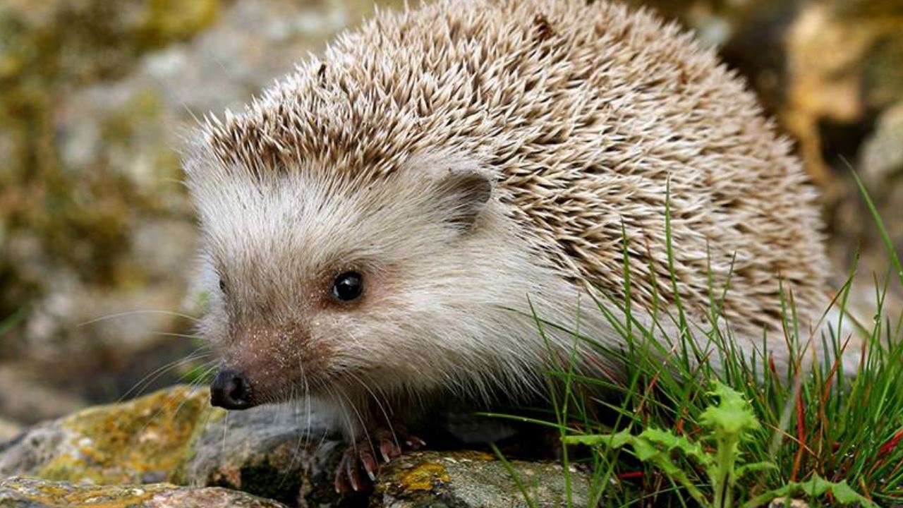 Could Malta’s hedgehog population be under threat?
