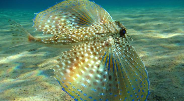 WATCH: Sweet or scary? Maltese videographer spots unique creature ...