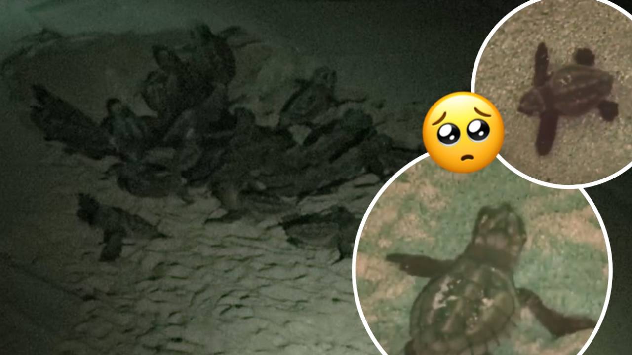 Hey there! 11 more turtles hatch early this morning at Ramla Bay nest