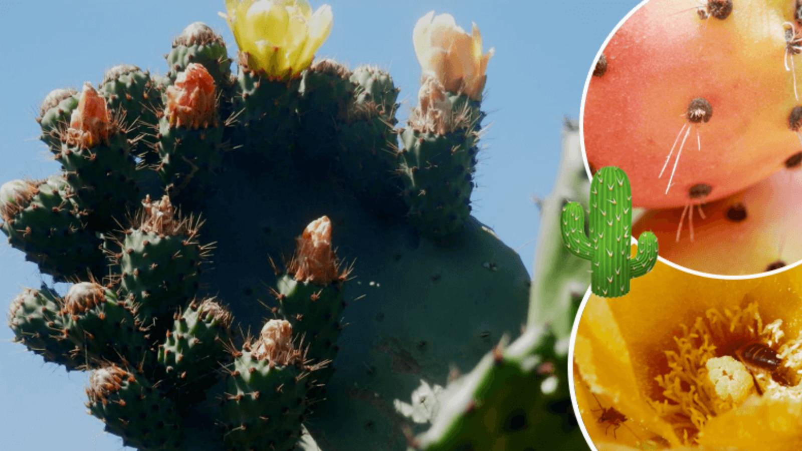 Bajtar tax-xewk! Learn more about one of Malta’s most loved fruits and ...