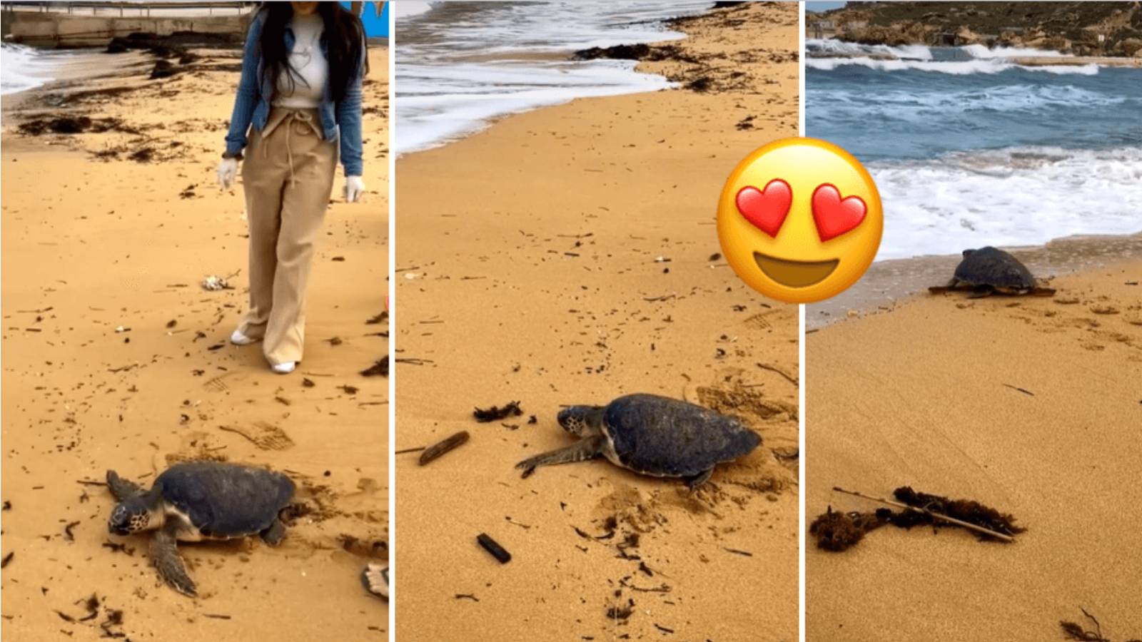 Loggerhead turtle finally released into the wild after months of ...