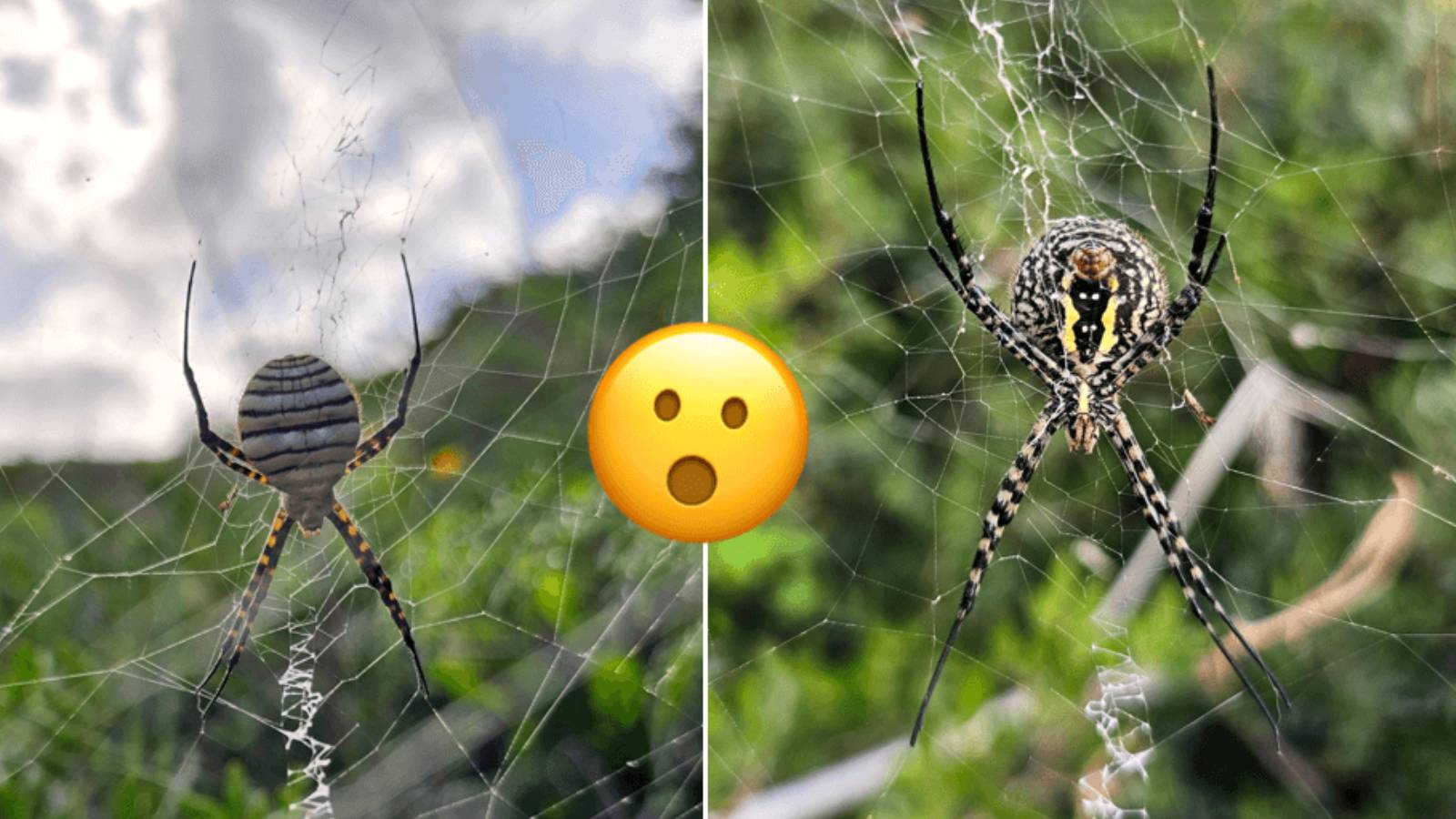 Have you ever spotted it? Meet the largest spider found in Malta and Gozo