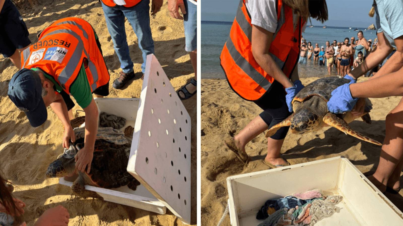 Off they go! Two juvenile turtles released back into the wild at Golden Bay