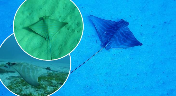 Marine marvels! Spotlight on the critically endangered Bull Ray in ...