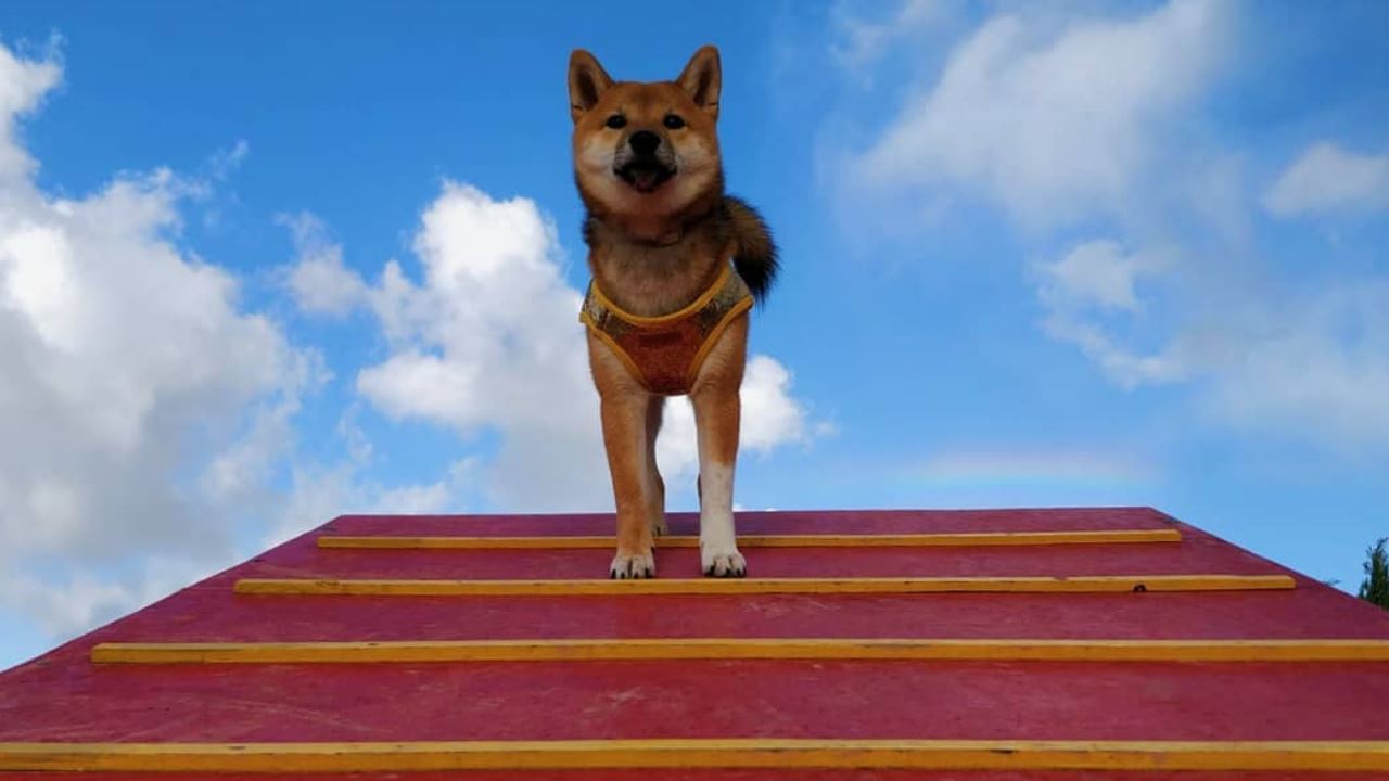 Bark up the park! These 3 pooch-friendly parks in Malta will make your ...