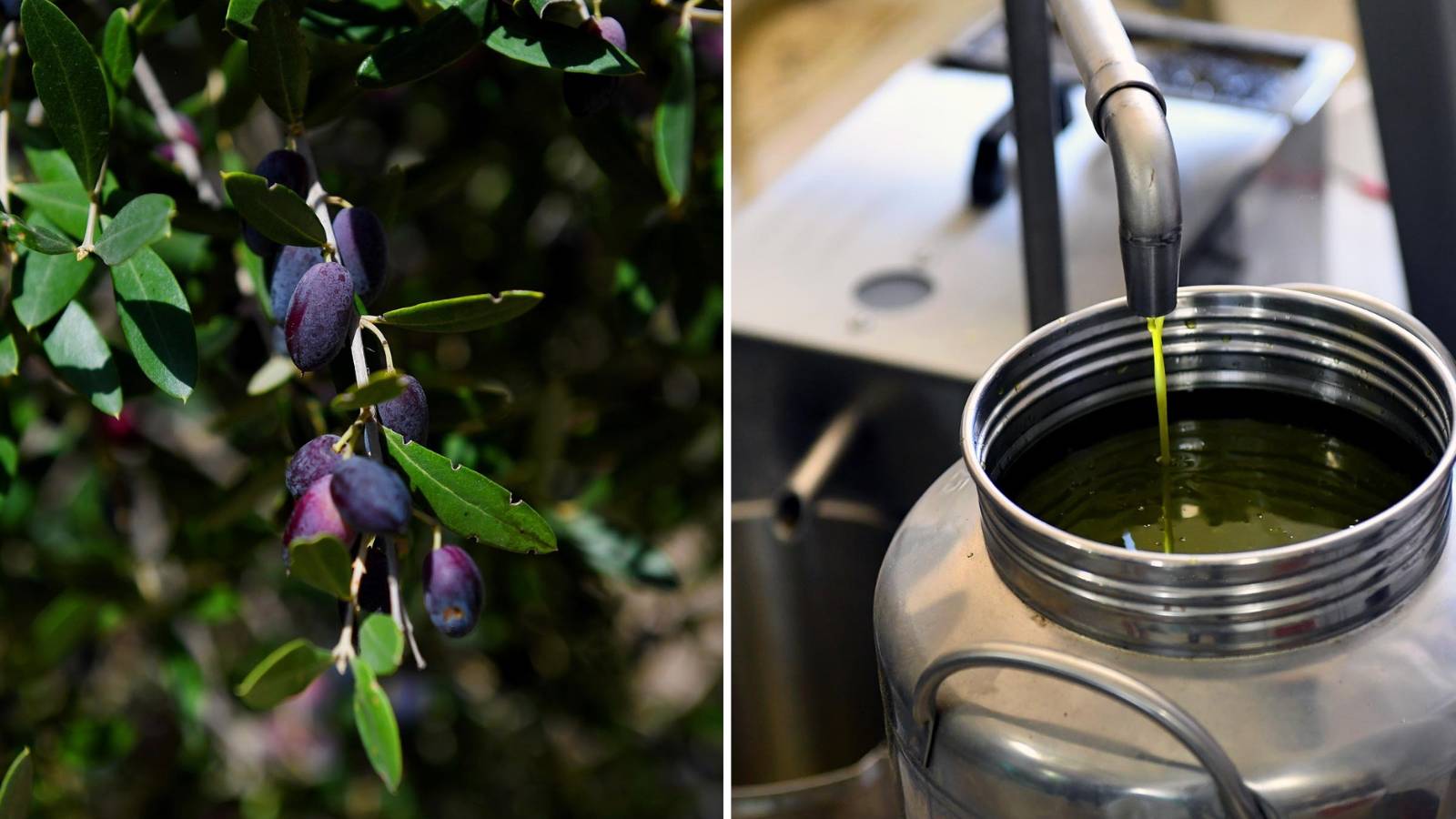 Maltese olive oil: A timeless Mediterranean culinary treasure with a ...