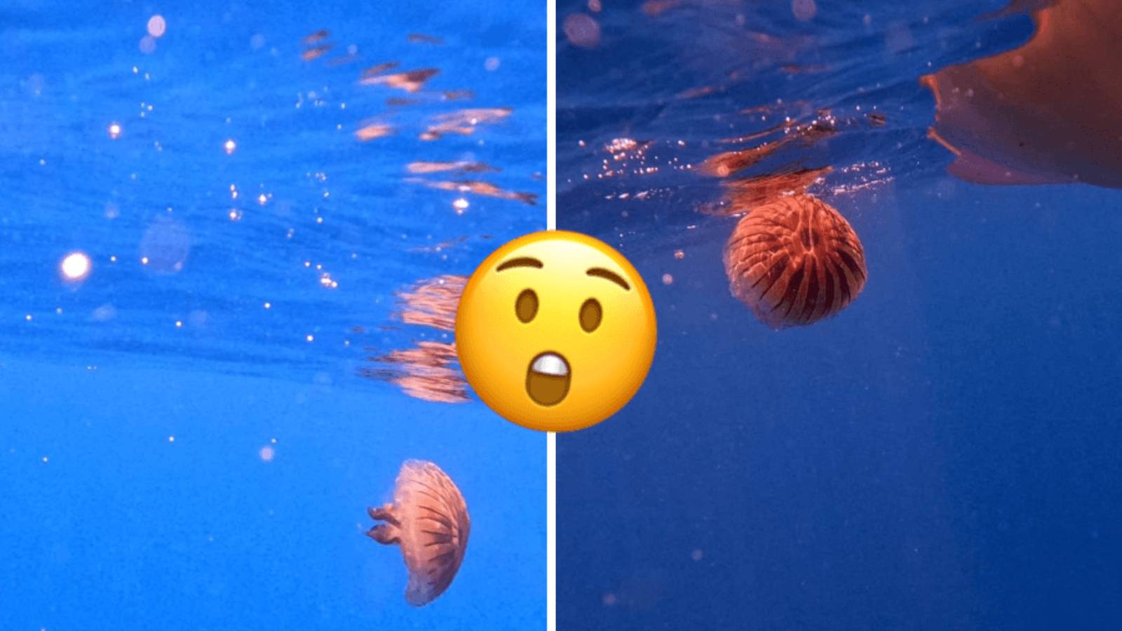 Watch out! Compass jellyfish rare to Maltese waters just spotted