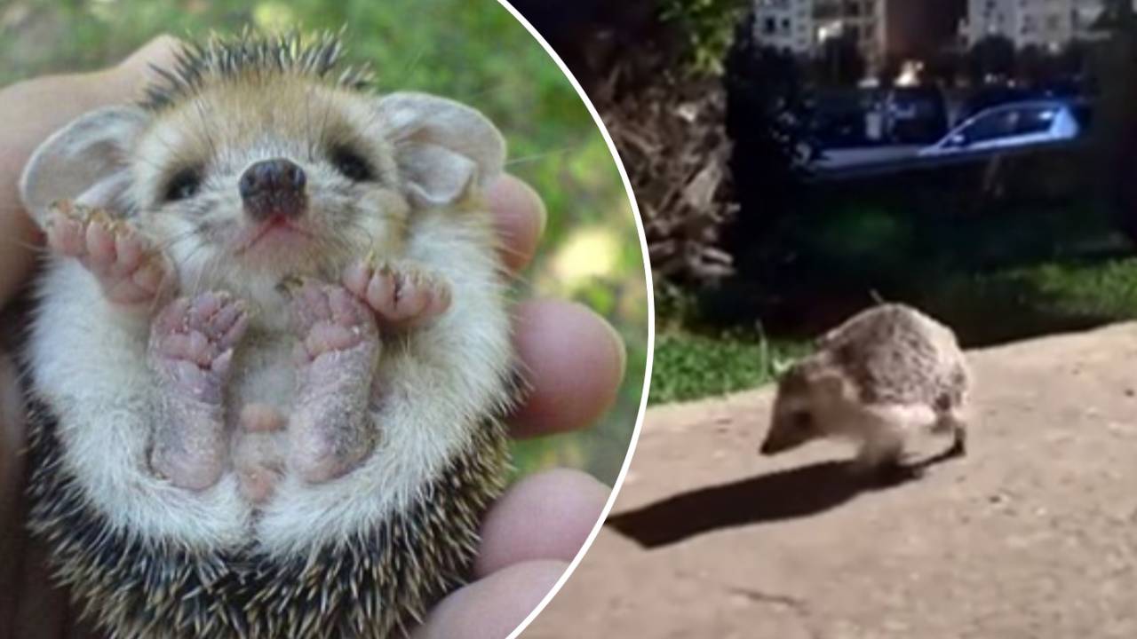 WATCH: 'Gorgeous young hedgehog' spotted at University of Malta but ...