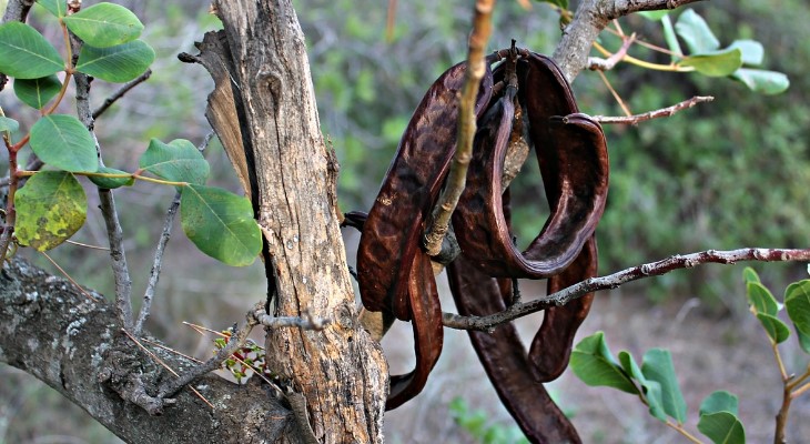 6 reasons the old carob tree is part of Maltese culture