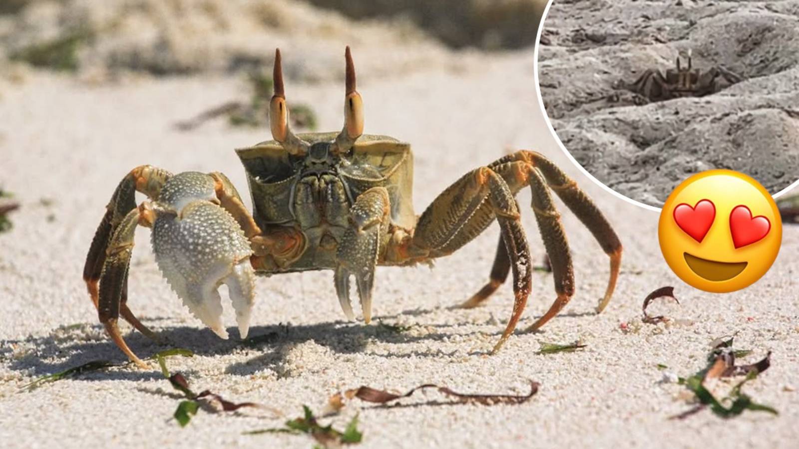 WATCH: Rare Tufted Ghost Crab spotted at Birżebbuġa Bay
