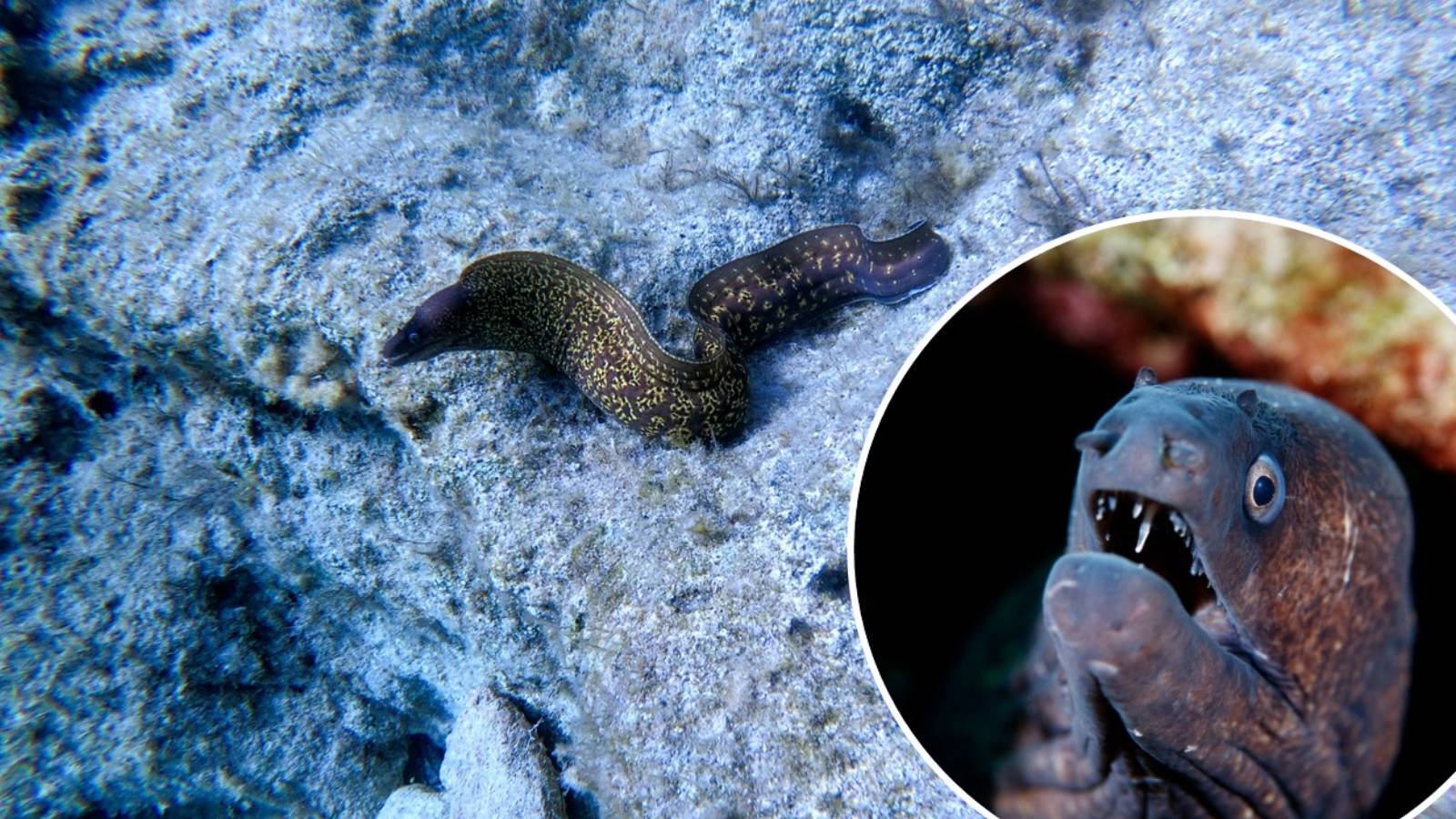 Hidden predator! Shining a spotlight into the crevices on Malta’s ...