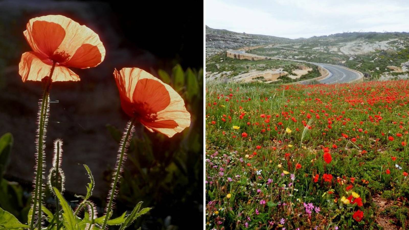 Shining the spotlight on Malta's November Poppy: A symbol of ...