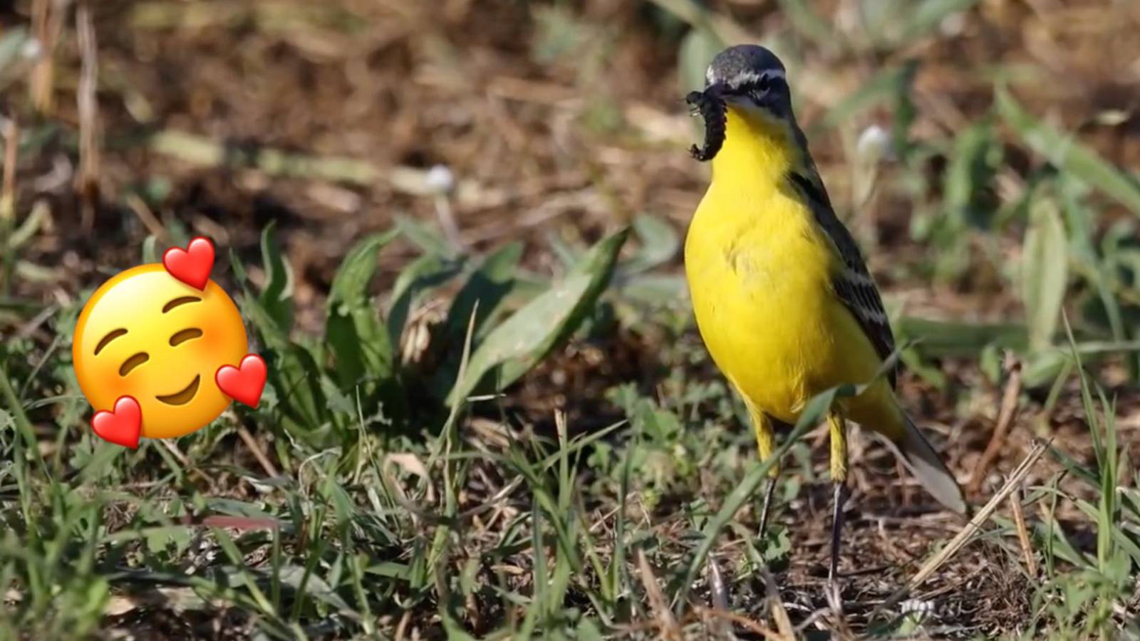 WATCH: These charming Yellow Western Wagtails caught refuelling in ...
