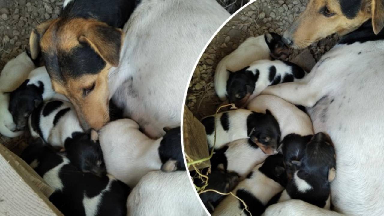 Adorable family of fox terriers was just rescued & papa pup needs a ...