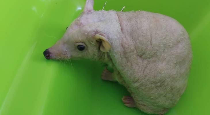 A spiky recovery! Maltese wildlife rehab centre helps hedgehog ...