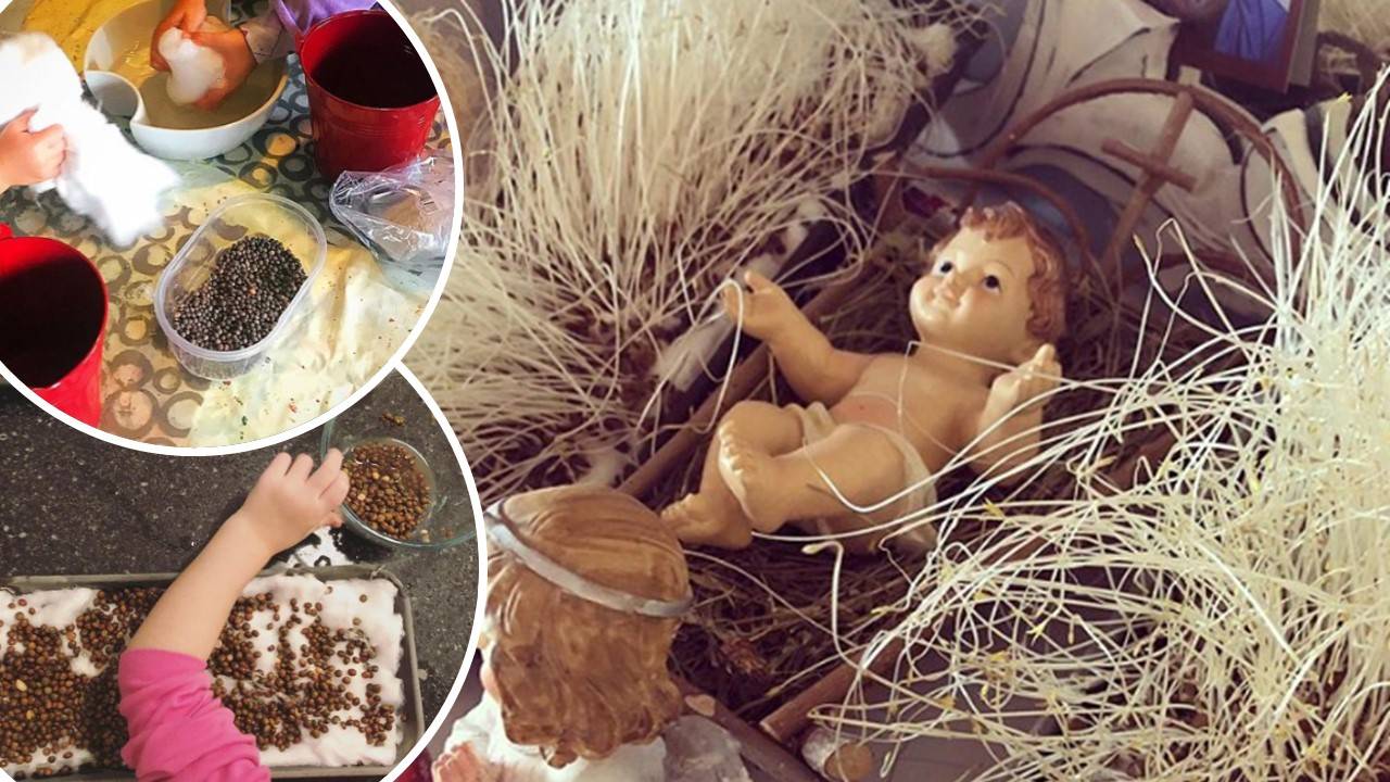 Here’s how to plant the popular Maltese Christmas gulbiena