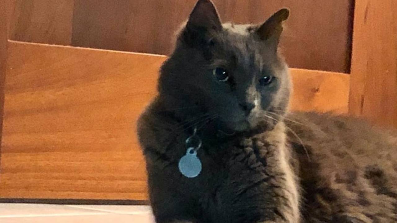 Safe and sound! Pupu the missing cat returns home safely