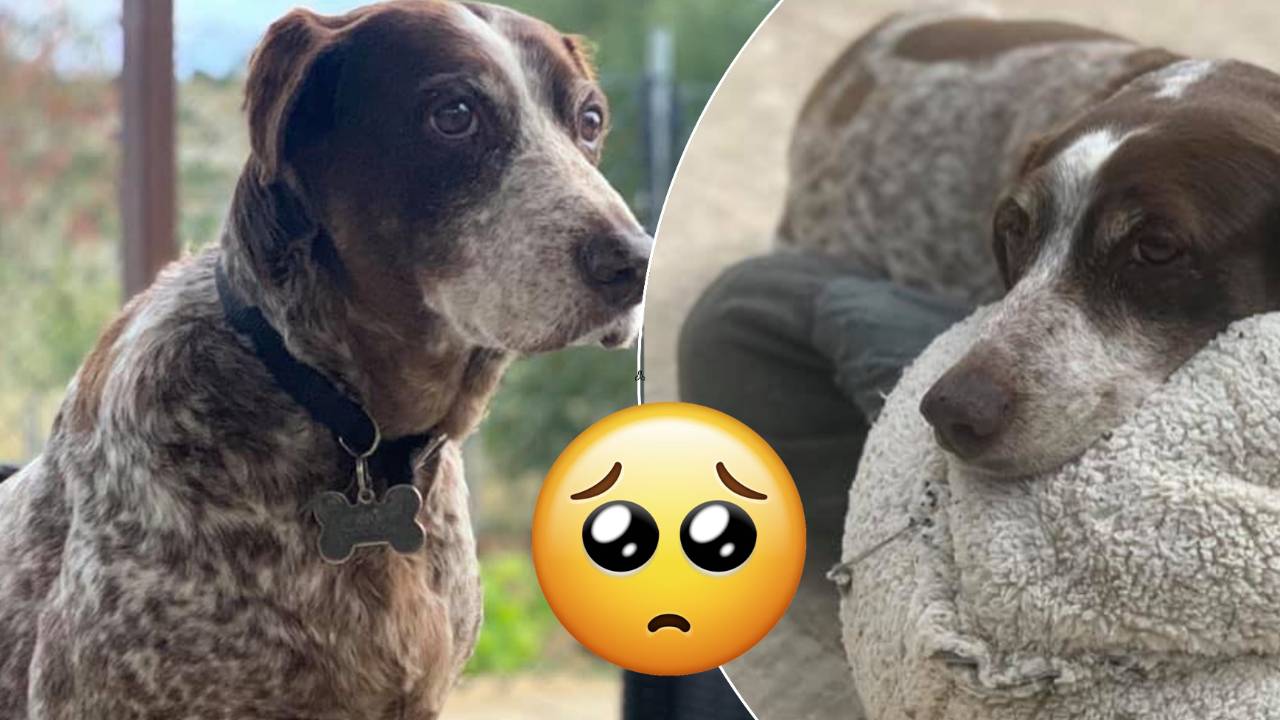 STILL missing! Family of Kira, the elderly dog with hearing loss ...
