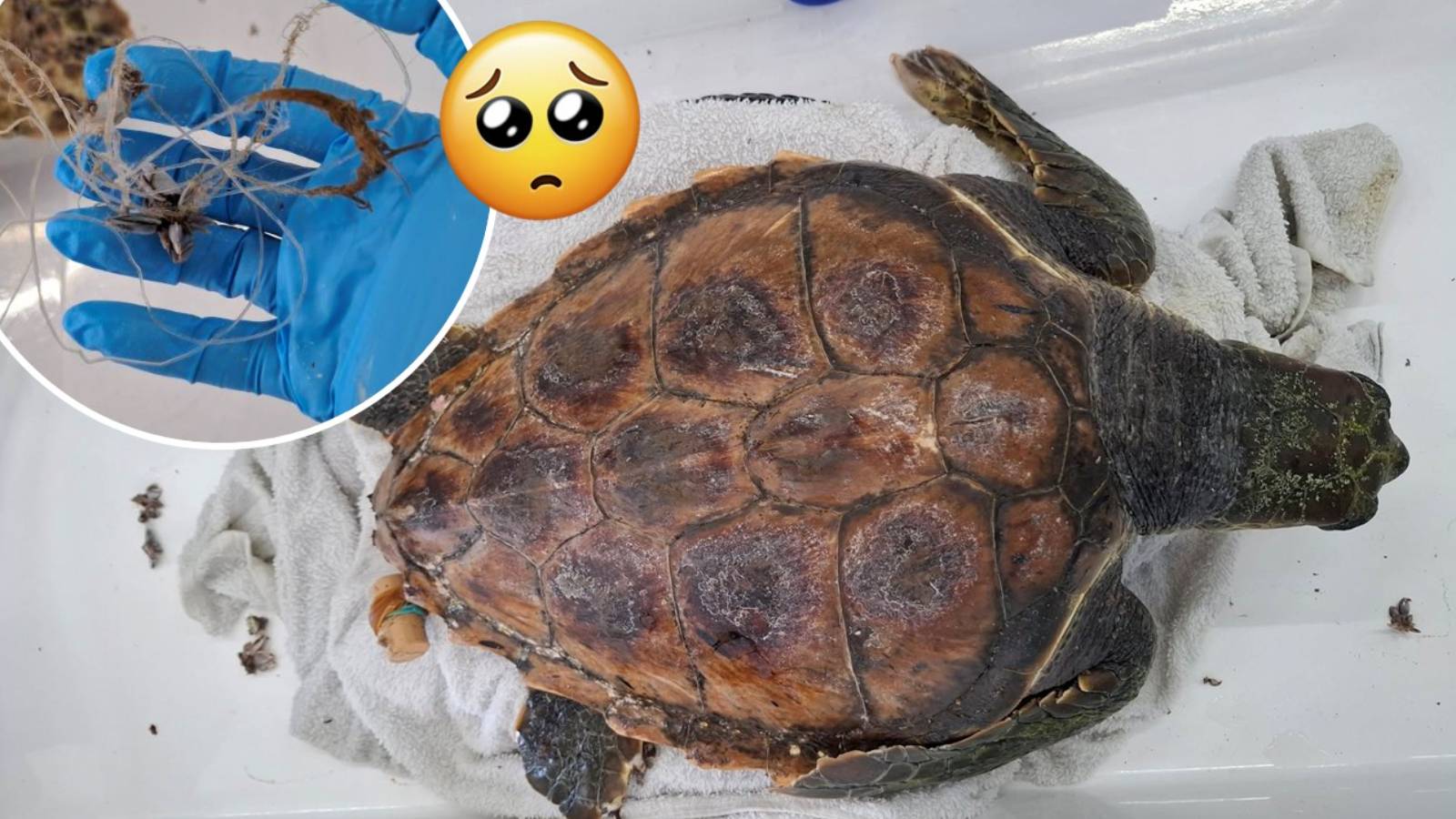 Second chance at life! Loona the loggerhead turtle rescued near Xlendi