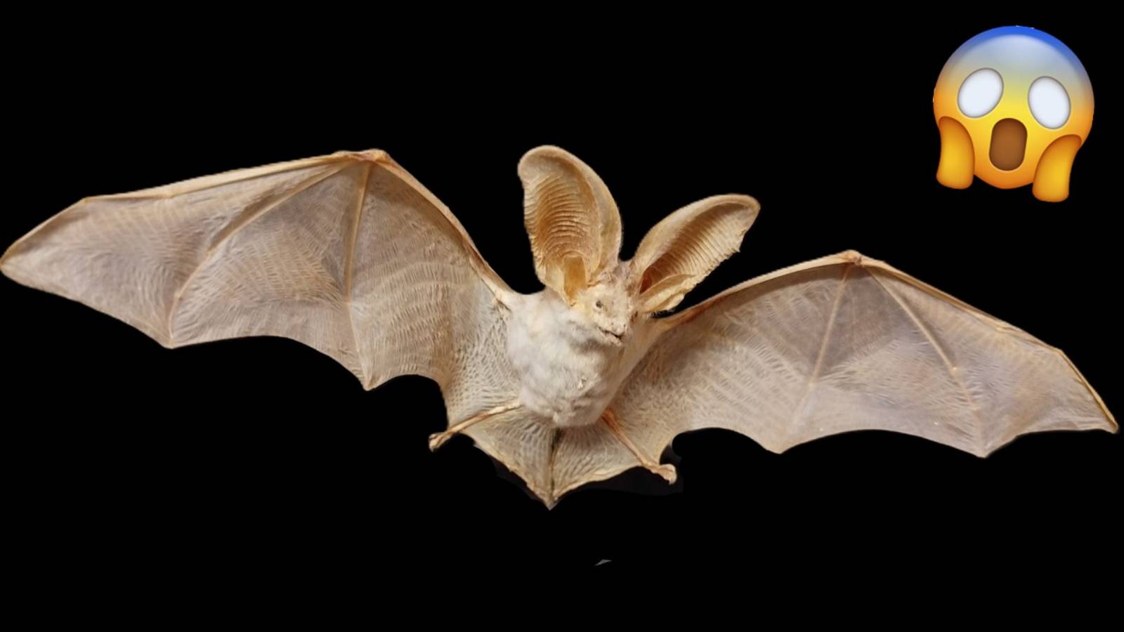 A shadow in the night! Meet Malta’s mysterious long-eared bat