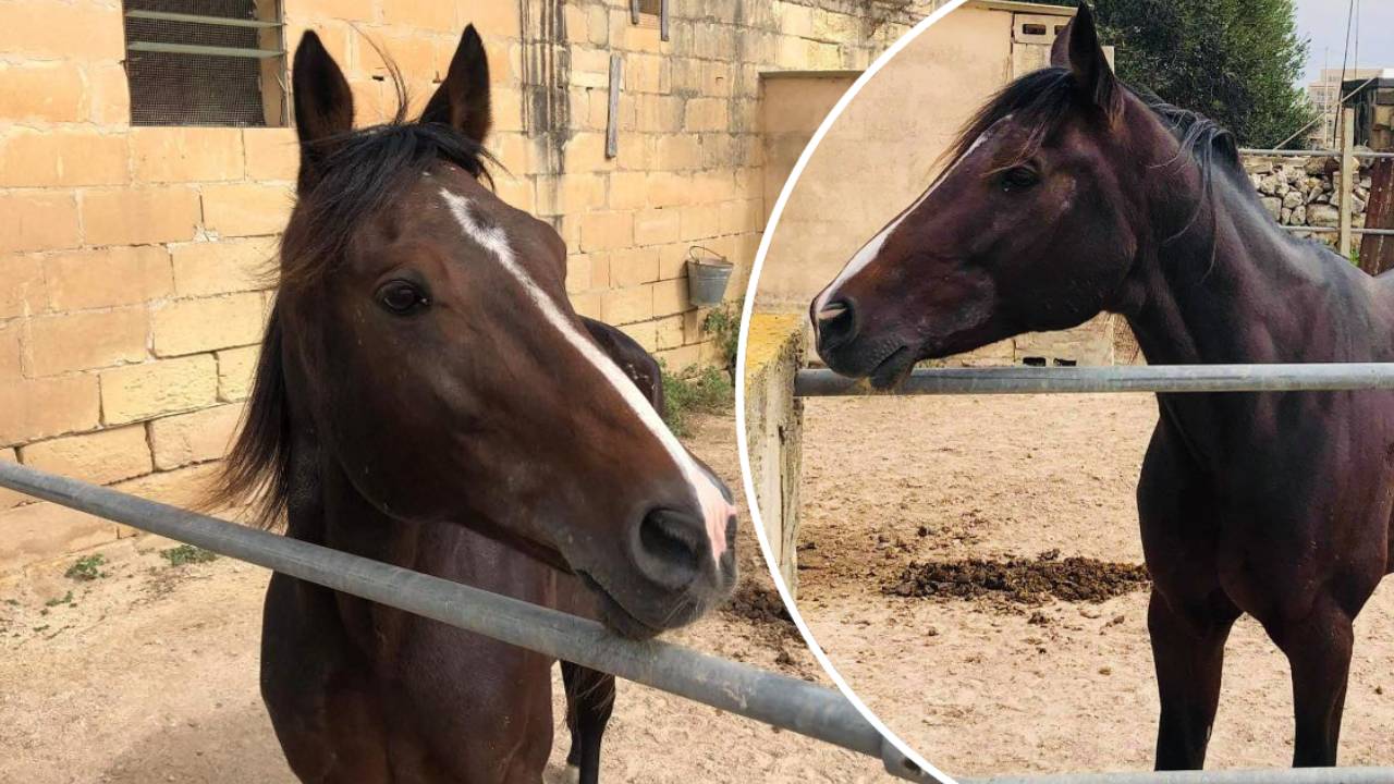 Can you help? Crowd-funding page set up to help Simba the horse retire ...