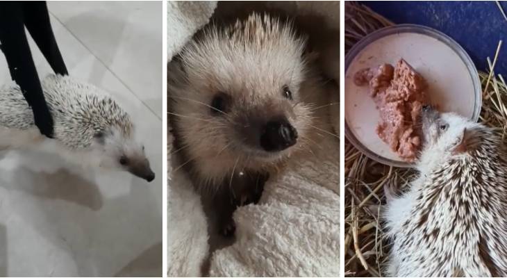 WATCH: Meet Topsy, the hedgehog undergoing physiotherapy after eating ...