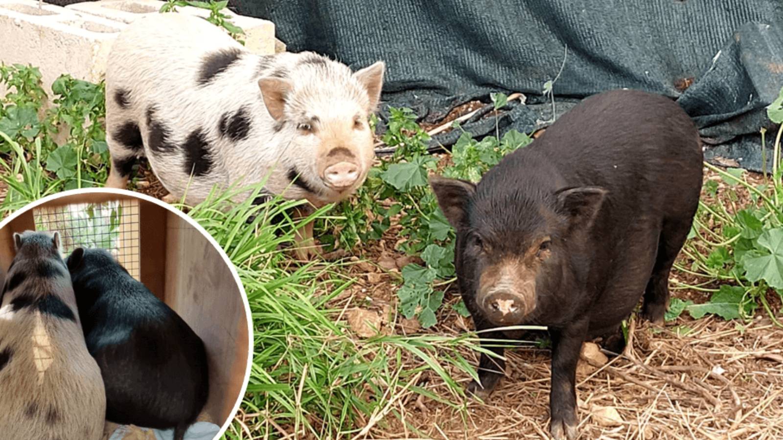 Oink! Four stray pigs rescued from the streets by Sunshine Animal ...