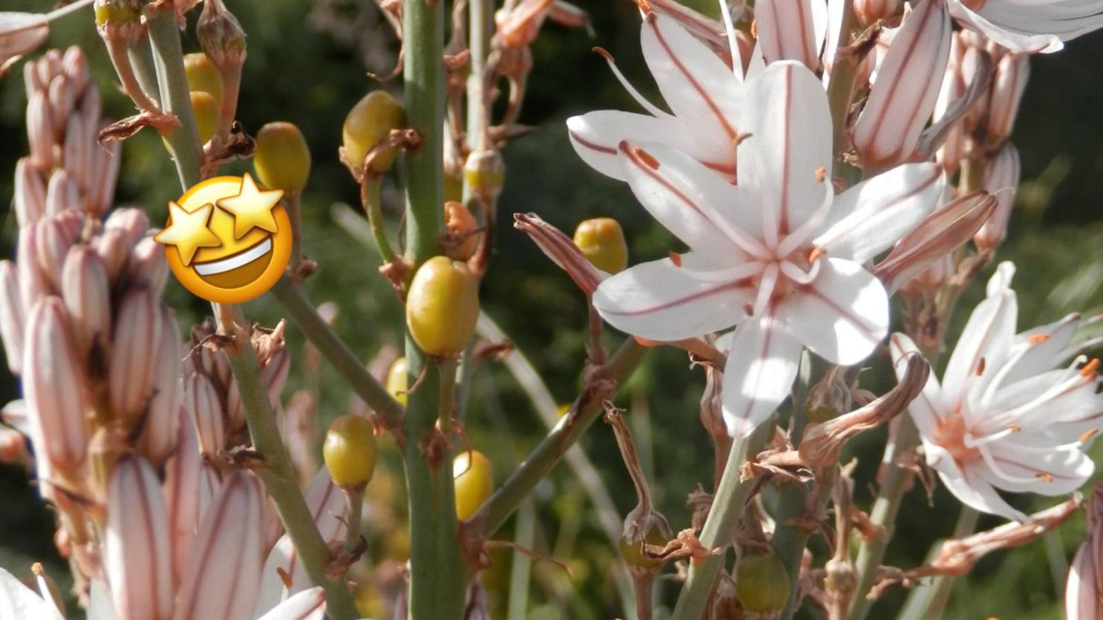 What a beauty! Discover the intriguing Branched Asphodel flower that ...
